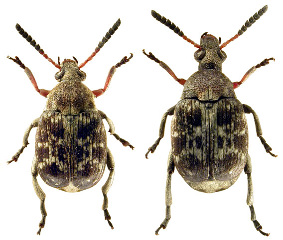 Bruchus affinis